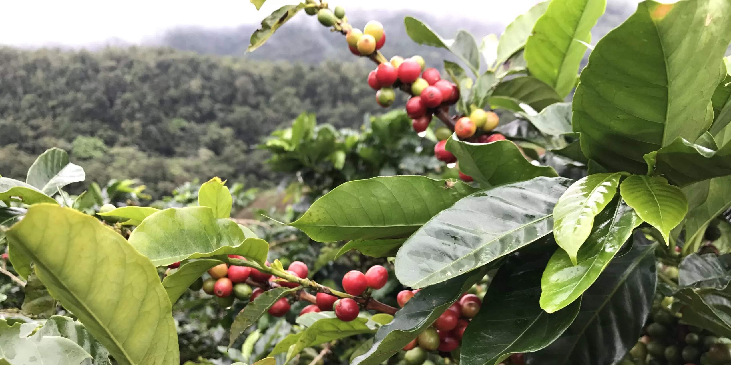 COLOMBIA GEISHA FINCA LA SUIZA - Deja Brew Pecan
